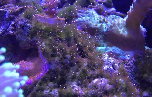 Types of saltwater aquarium algae and effective ways to control