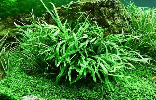 30+ Most Popular Plants for the Midground of Planted Tanks